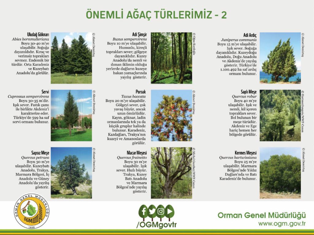 En Güzel Ağaç Türleri – Bahçeniz İçin En İyi Ağaç Türleri ve Bakım ...